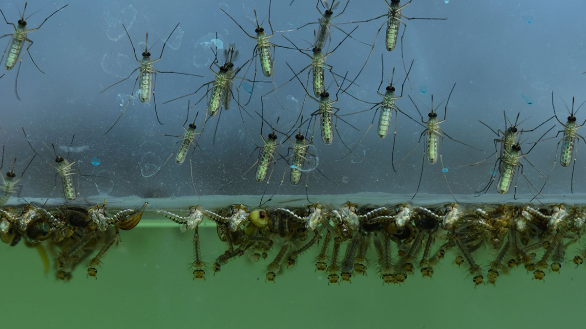 Keeping Pests at Bay: An In-Depth Guide to Fortifying Your Home Against ...