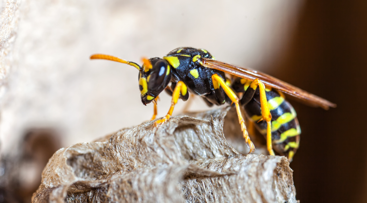 Types of Wasps in South Jersey & How to Handle Them